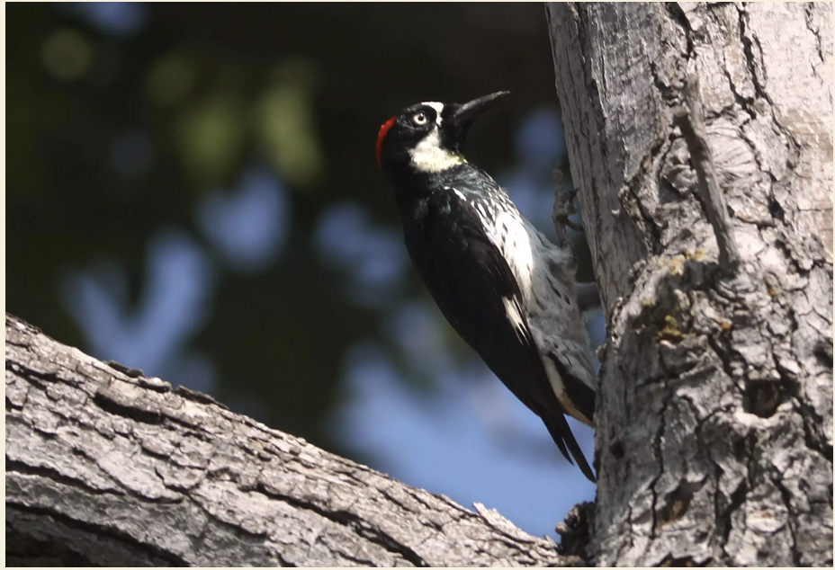 An acorn woodpecker in an affluent section of Los Angeles. 2023: Genaro ...